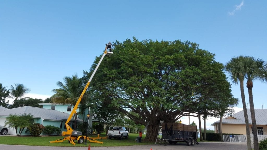 Oahu Tree Crown Reduction | Island Ohana Tree & Landscaping Services